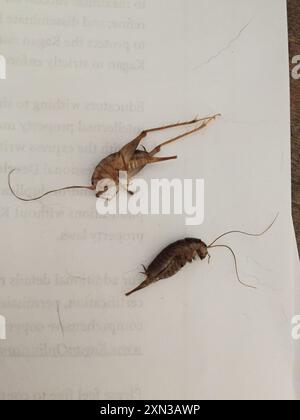 Camel Crickets (Ceuthophilus) Insecta Stock Photo - Alamy
