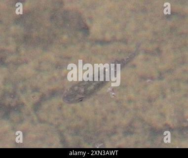 Eastern Banded Killifish (Fundulus diaphanus diaphanus) Actinopterygii ...