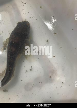 Plainfin Midshipman (Porichthys notatus) Actinopterygii Stock Photo - Alamy