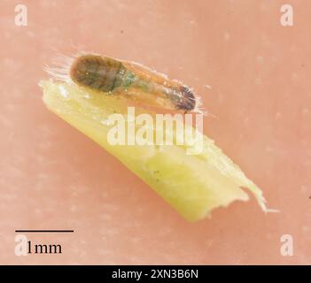 Ficus leaf-rolling psyllid (Trioza brevigenae) Insecta Stock Photo - Alamy