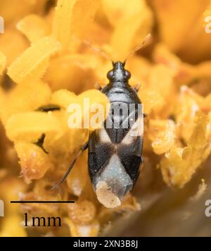 Minute pirate bugs (Anthocoridae) Insecta Stock Photo - Alamy