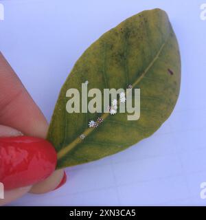 Chinese Wax Scale (Ceroplastes sinensis) Insecta Stock Photo - Alamy