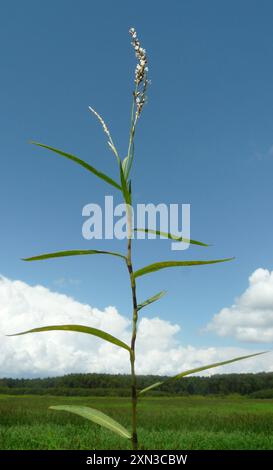 Dotted Smartweed (Persicaria punctata) Plantae Stock Photo - Alamy