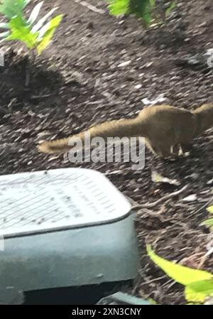 Small Indian Mongoose (Urva auropunctata) Mammalia Stock Photo - Alamy