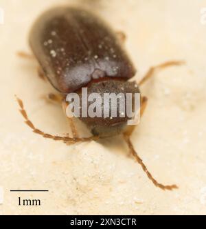 Toe-winged Beetles (Ptilodactylidae) Insecta Stock Photo - Alamy