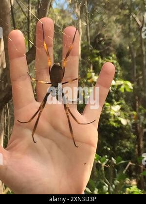 Tiger Spider (Trichonephila plumipes) Arachnida Stock Photo - Alamy
