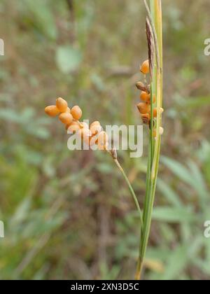golden sedge (Carex aurea) Plantae Stock Photo - Alamy