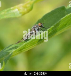 Stiletto Flies (Therevidae) Insecta Stock Photo - Alamy