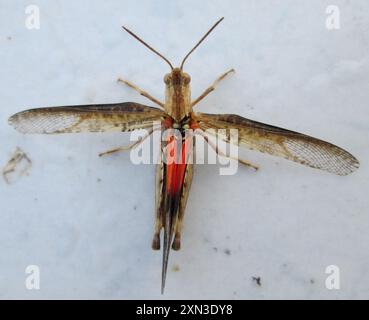 (Morphacris fasciata) Insecta Stock Photo - Alamy