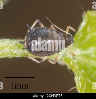 Cowpea Aphid (Aphis craccivora) Insecta Stock Photo - Alamy