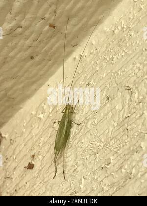 Crickets (Gryllidea) Insecta Stock Photo - Alamy