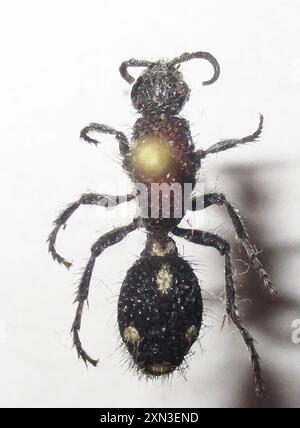 (Dasylabris filum) Insecta Stock Photo - Alamy