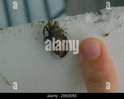 Giant Sweet Potato Bug (Spartocera batatas) Insecta Stock Photo - Alamy