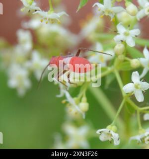 Scarlet Plant Bugs (Lopidea) Insecta Stock Photo - Alamy