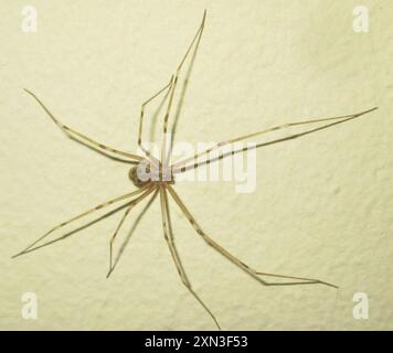 Giant Daddy-long-legs Spider (Artema atlanta) Arachnida Stock Photo - Alamy
