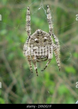 Bark Spiders (Caerostris) Arachnida Stock Photo - Alamy
