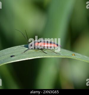 (Dionconotus neglectus) Insecta Stock Photo - Alamy