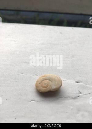 Turban Snails (Turbinidae) Mollusca Stock Photo - Alamy