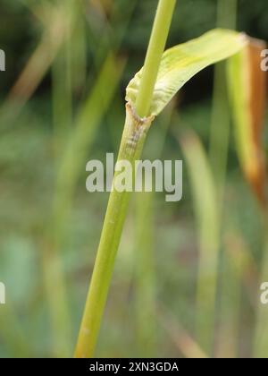 dark green bulrush (Scirpus atrovirens) Plantae Stock Photo - Alamy
