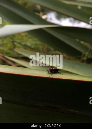 Blossom Fly (Dilophus nigrostigma) Insecta Stock Photo - Alamy