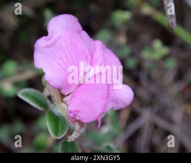 Hairy Capesweetpea (Podalyria burchellii) Plantae Stock Photo - Alamy