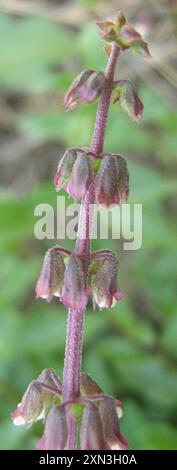 Purple Piccadill (Orthosiphon schimperi) Plantae Stock Photo - Alamy