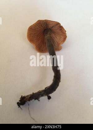 Cucumber Cap (Macrocystidia cucumis) Fungi Stock Photo - Alamy
