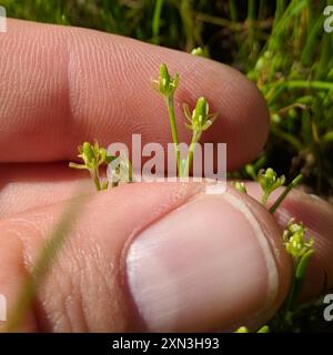 Tiny Mousetail (Myosurus minimus) Plantae Stock Photo - Alamy