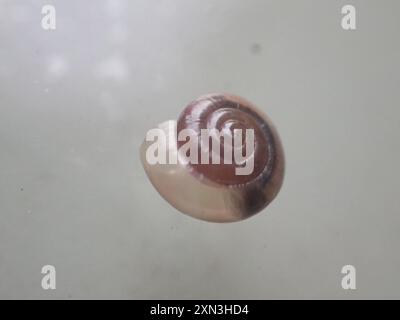 True Glass Snails (Zonitidae) Mollusca Stock Photo - Alamy