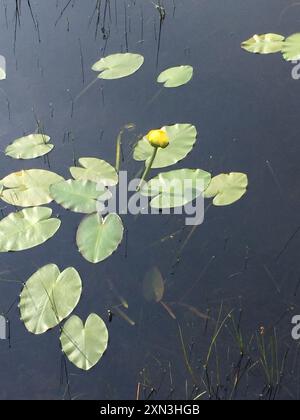 Variegated Yellow Pond-Lily (Nuphar variegata) Plantae Stock Photo - Alamy