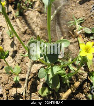 (Sebaea pentandra) Plantae Stock Photo - Alamy