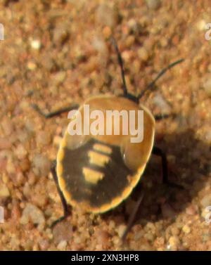 Dinidorid Bugs (Dinidoridae Stock Photo - Alamy