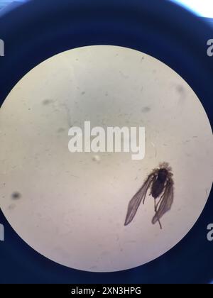 Moth Flies (Psychodinae) Insecta Stock Photo - Alamy