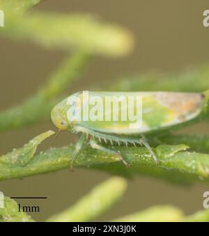 Tamarix Leafhopper (Opsius stactogalus Stock Photo - Alamy