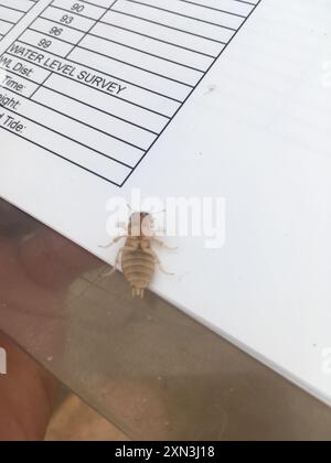 Pictured Rove Beetle (Thinopinus pictus) Insecta Stock Photo - Alamy