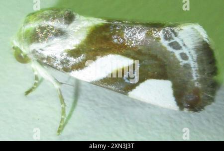 Threebar Droplet (Acontia trimaculata) Insecta Stock Photo - Alamy