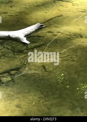 Northern Hog Sucker (Hypentelium nigricans) Actinopterygii Stock Photo ...