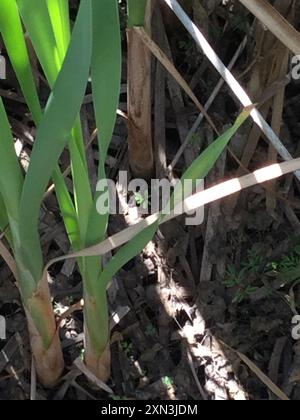 bulblet-bearing water hemlock (Cicuta bulbifera) Plantae Stock Photo ...