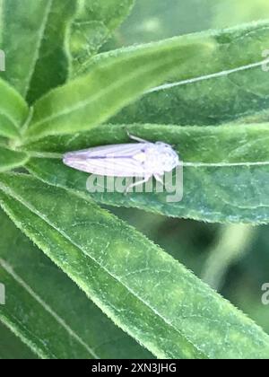 (Graphocephala hieroglyphica) Insecta Stock Photo - Alamy