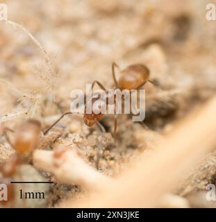 High Noon Ant (Forelius pruinosus) Insecta Stock Photo - Alamy
