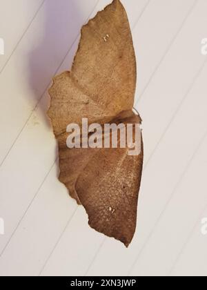 Tarata Looper (Xyridacma ustaria) Insecta Stock Photo - Alamy