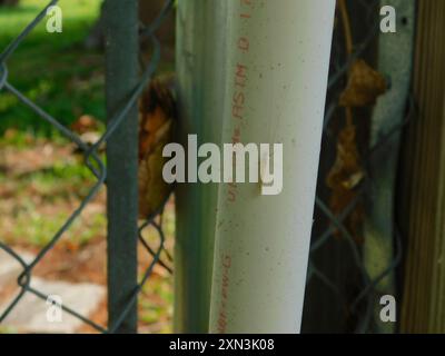 White Miller Caddisflies (Nectopsyche) Insecta Stock Photo - Alamy