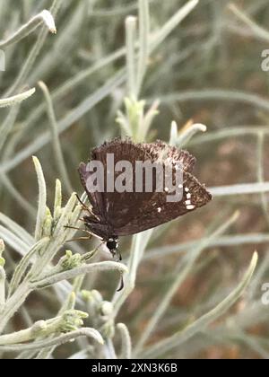 Common Sootywing (Pholisora catullus) Insecta Stock Photo - Alamy