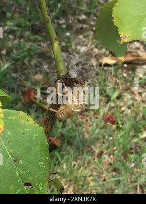 Ash Cicada (Cicada orni) Insecta Stock Photo - Alamy