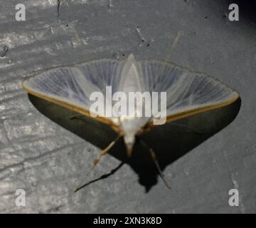 Orange-shouldered Sherbet Moth (Diaphania costata) Insecta Stock Photo ...