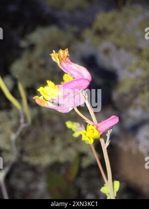 rock harlequin (Capnoides sempervirens) Plantae Stock Photo - Alamy