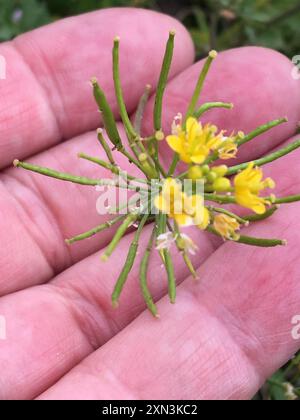 Creeping Yellowcress (Rorippa sylvestris) Plantae Stock Photo - Alamy
