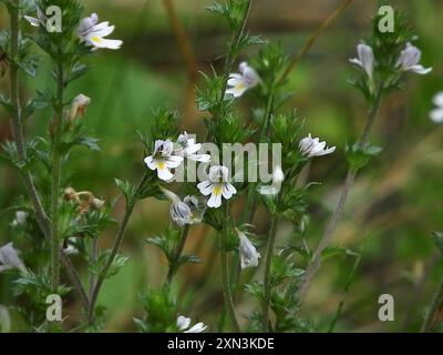 Common Eyebright (Euphrasia nemorosa) Plantae Stock Photo - Alamy