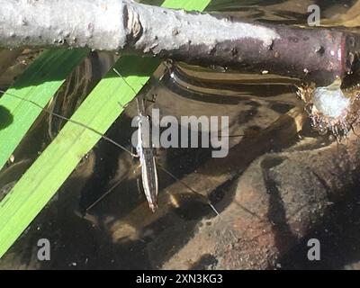 (Limnoporus canaliculatus) Insecta Stock Photo - Alamy