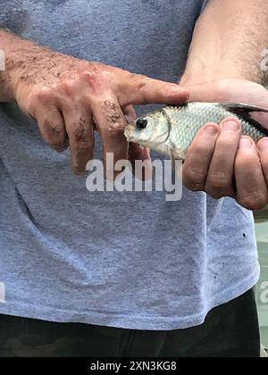 Smallmouth Buffalo (Ictiobus bubalus) Actinopterygii Stock Photo - Alamy